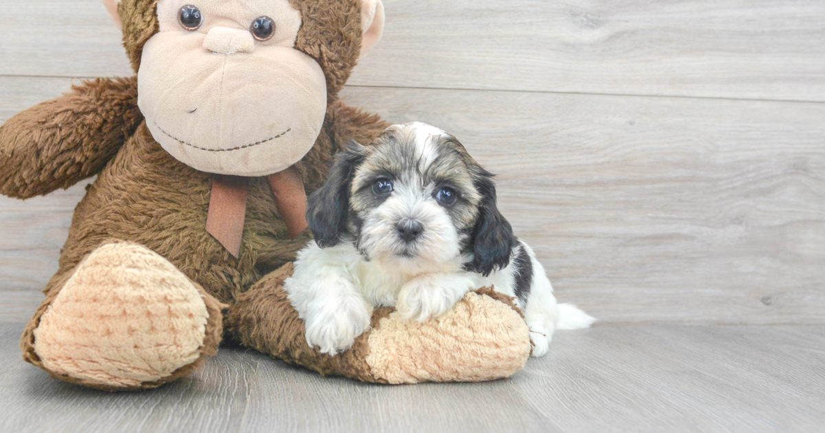 Funny Shih Poo Beth: 3lb 8oz Doodle Puppy