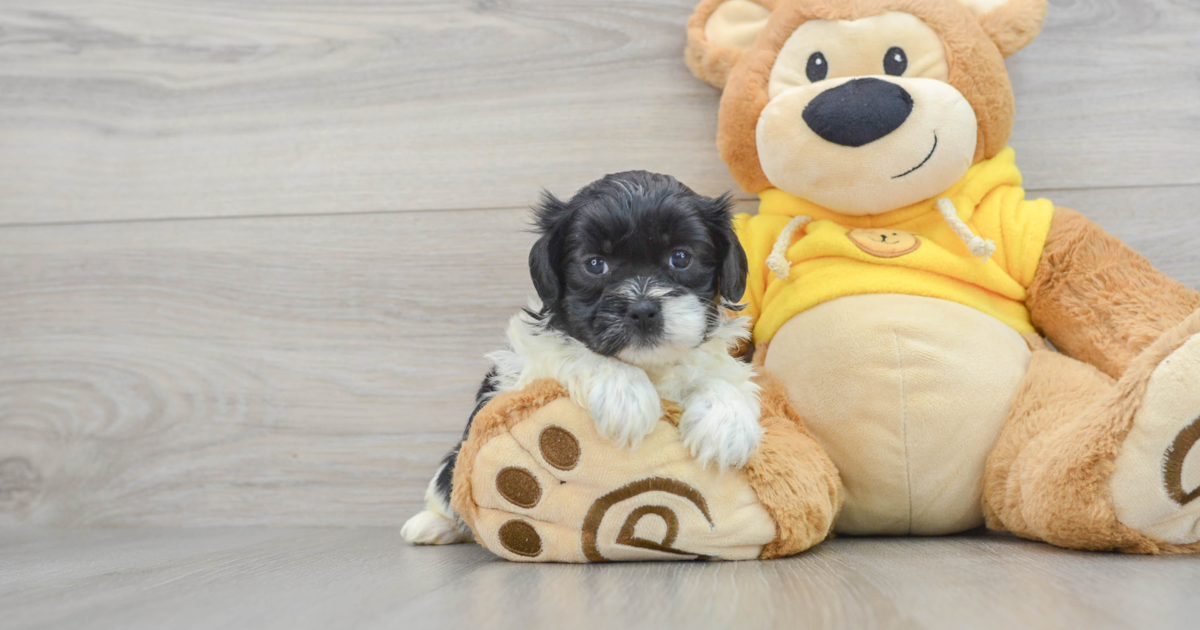 Playful Shih Poo Bianca: 3lb 4oz Doodle Puppy