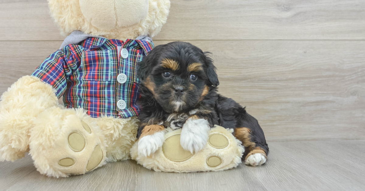 Happy Shih Poo Bianca: 3lb 12oz Doodle Puppy