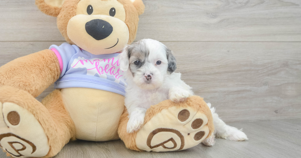 Sweet Shih Poo Bianca: 2lb 15oz Doodle Puppy