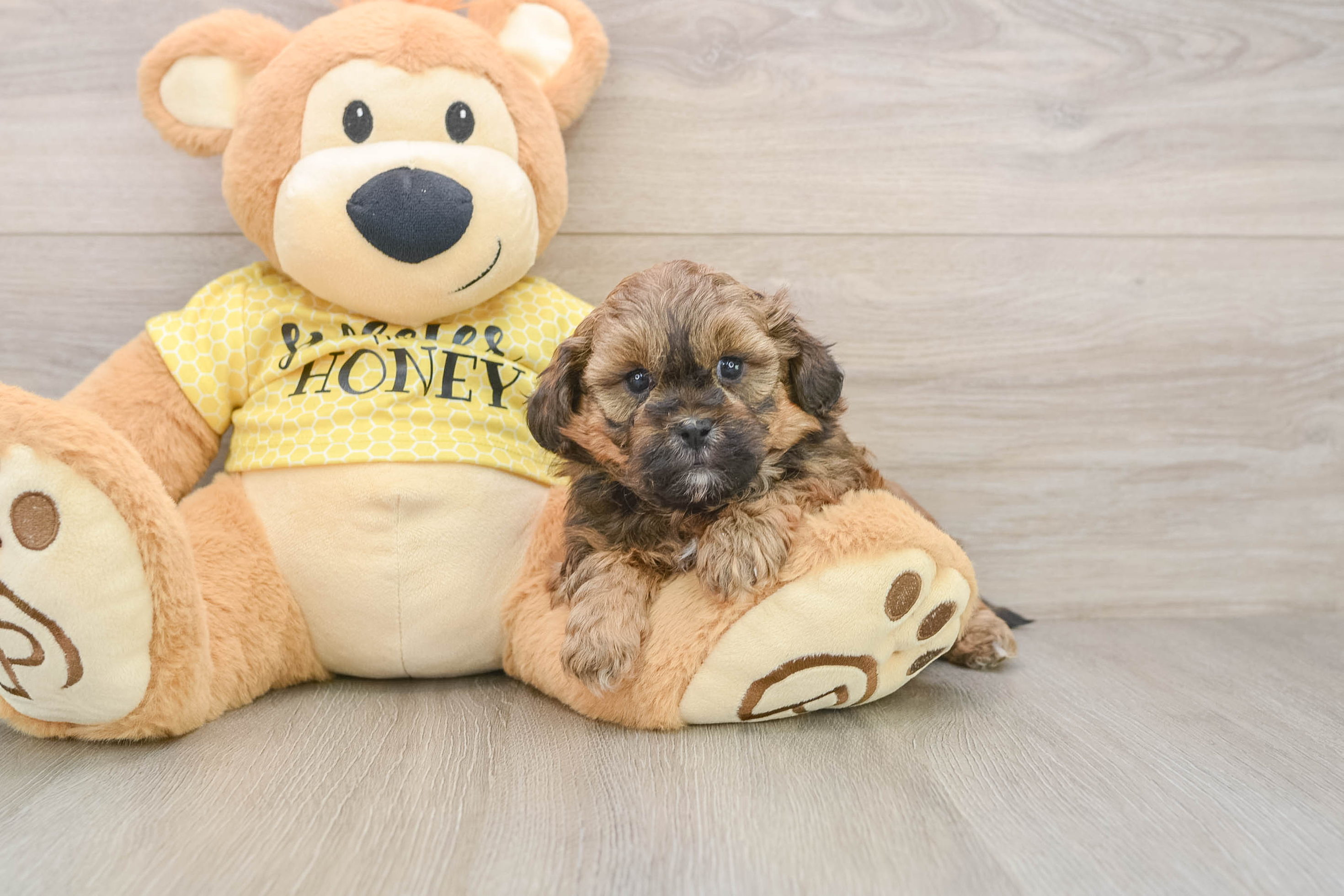 Shih Poo Bruno: 2lb 6oz Doodle Puppy