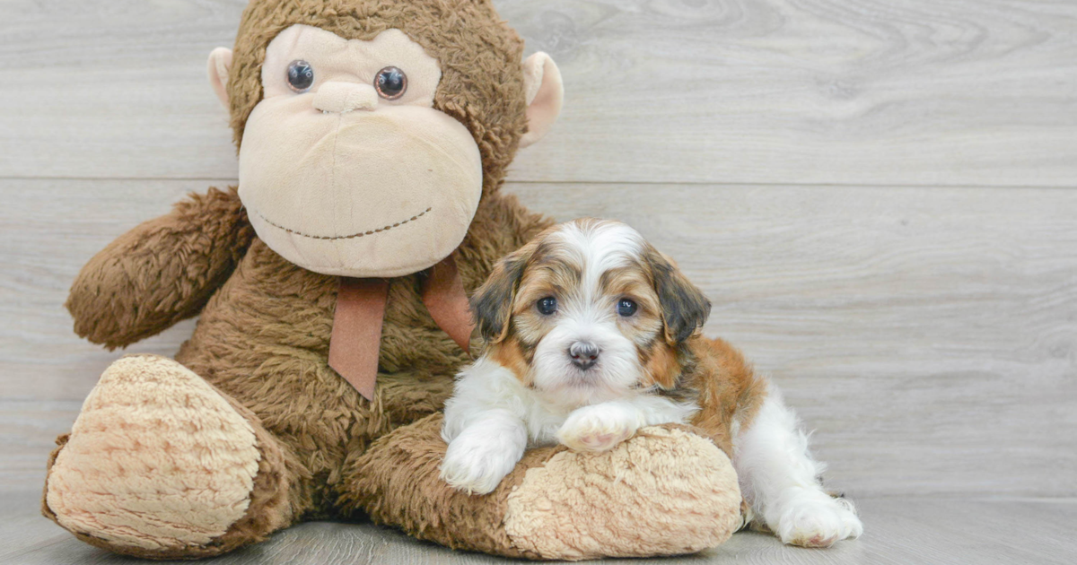 Small Shih Poo Chip: 3lb 5oz Doodle Puppy