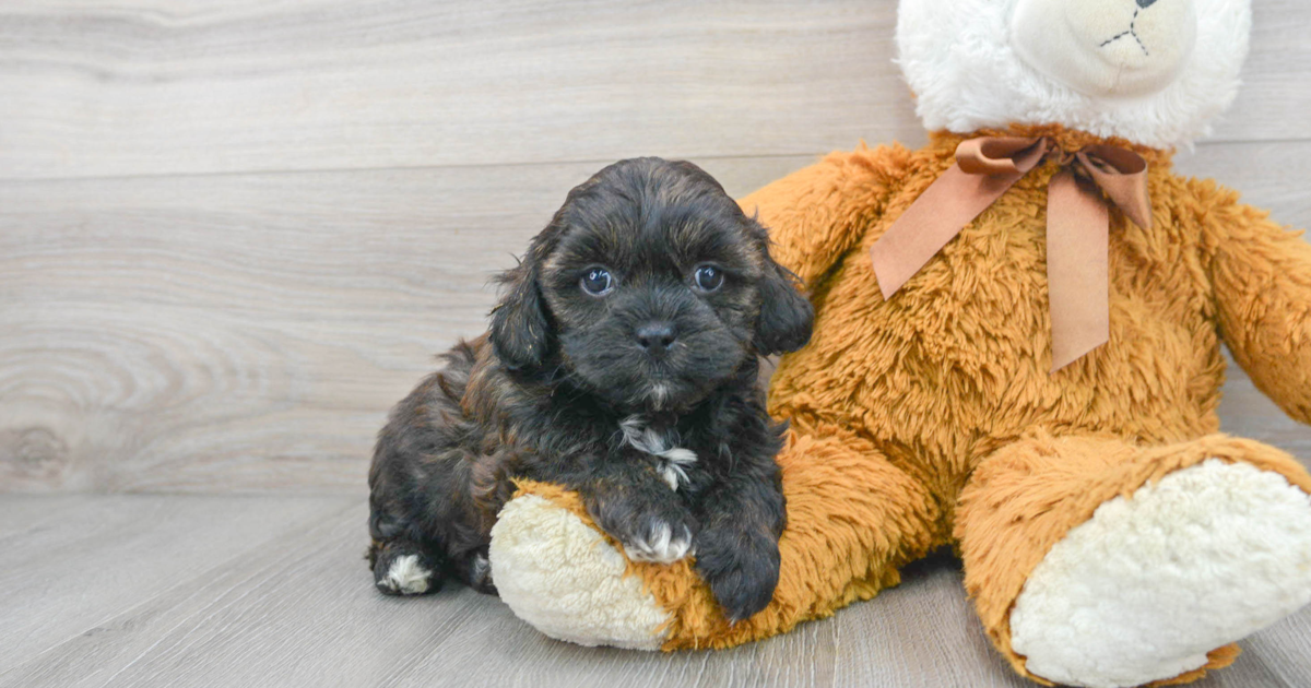 Funny Shih Poo Chip: 4lb 4oz Doodle Puppy