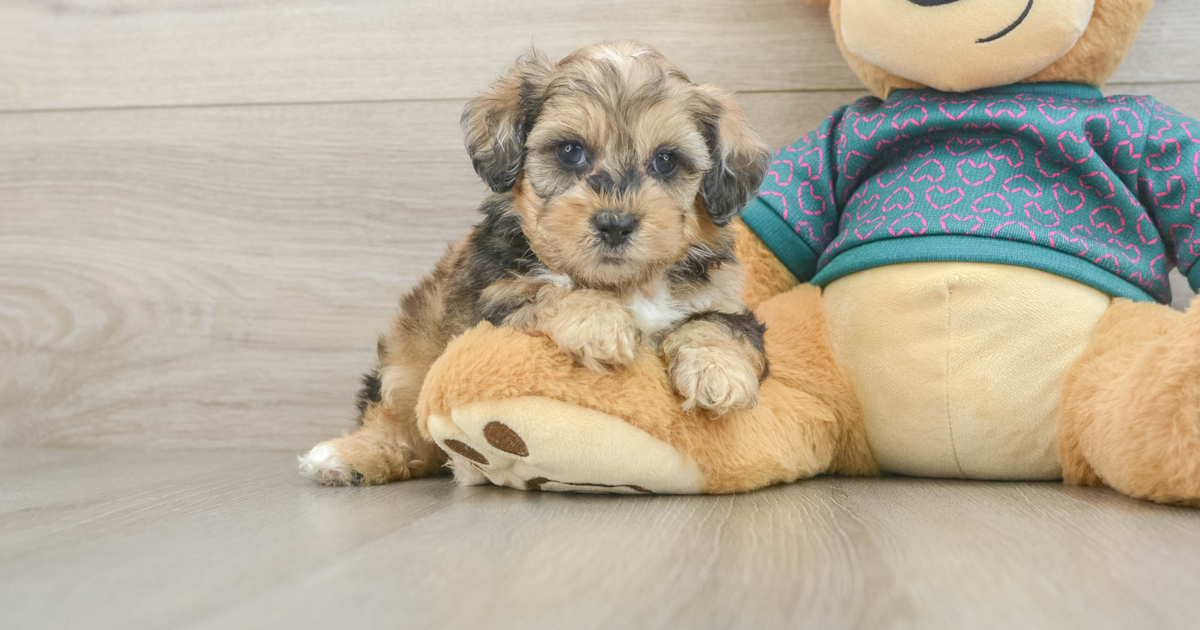 Small Shih Poo Churchill: 4lb 12oz Doodle Puppy