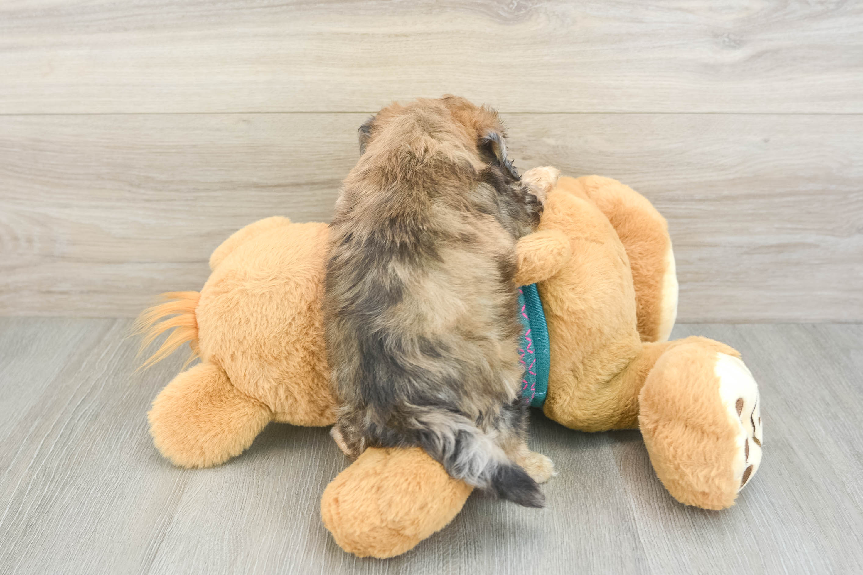 Cute Shih Poo Churchill: 4lb 12oz Doodle Puppy