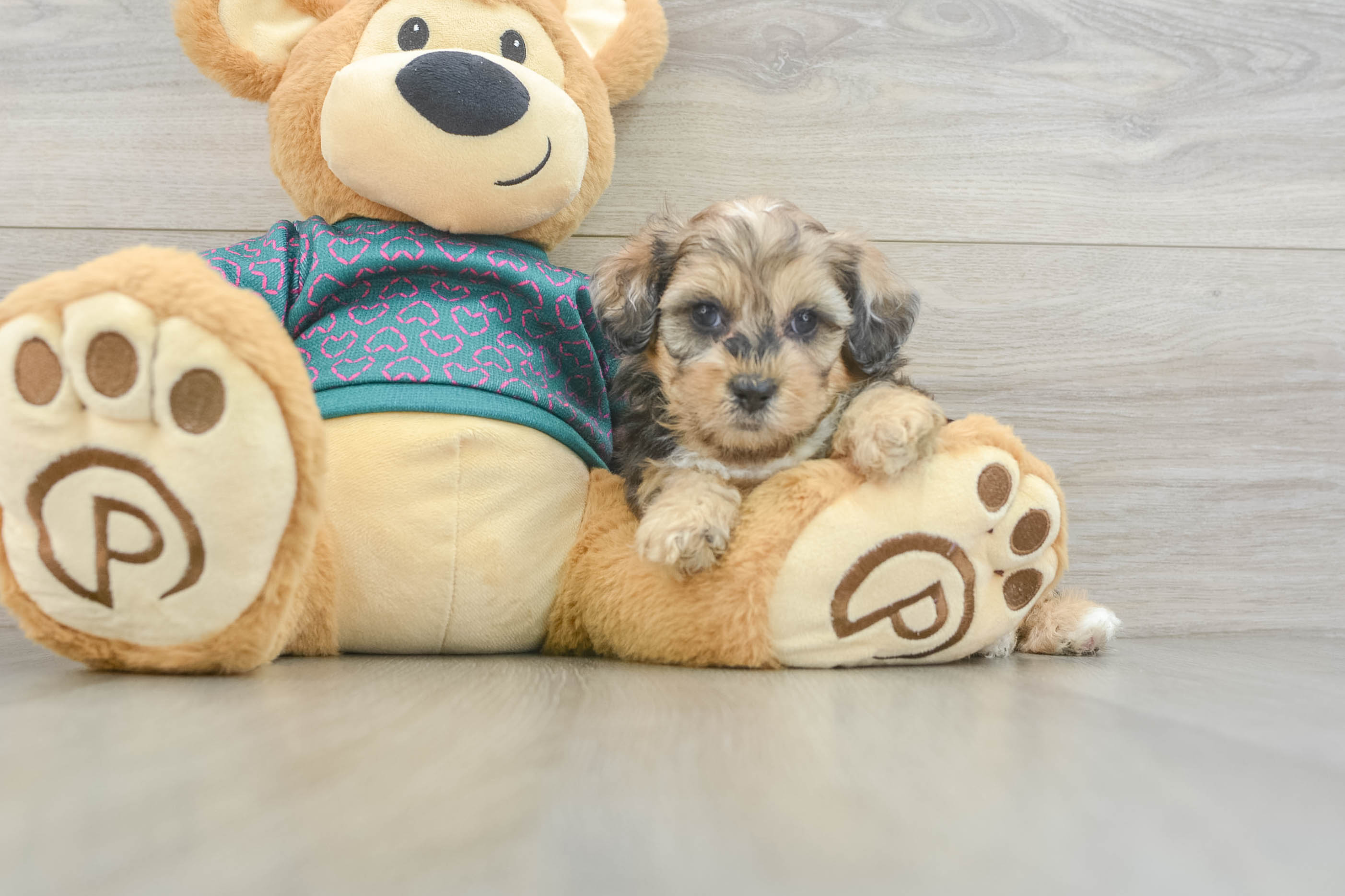 Cute Shih Poo Churchill: 4lb 12oz Doodle Puppy