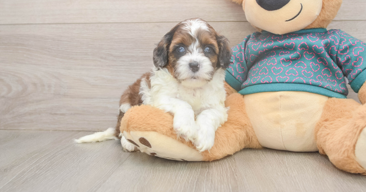 Little Shih Poo Churchill: 5lb 13oz Doodle Puppy