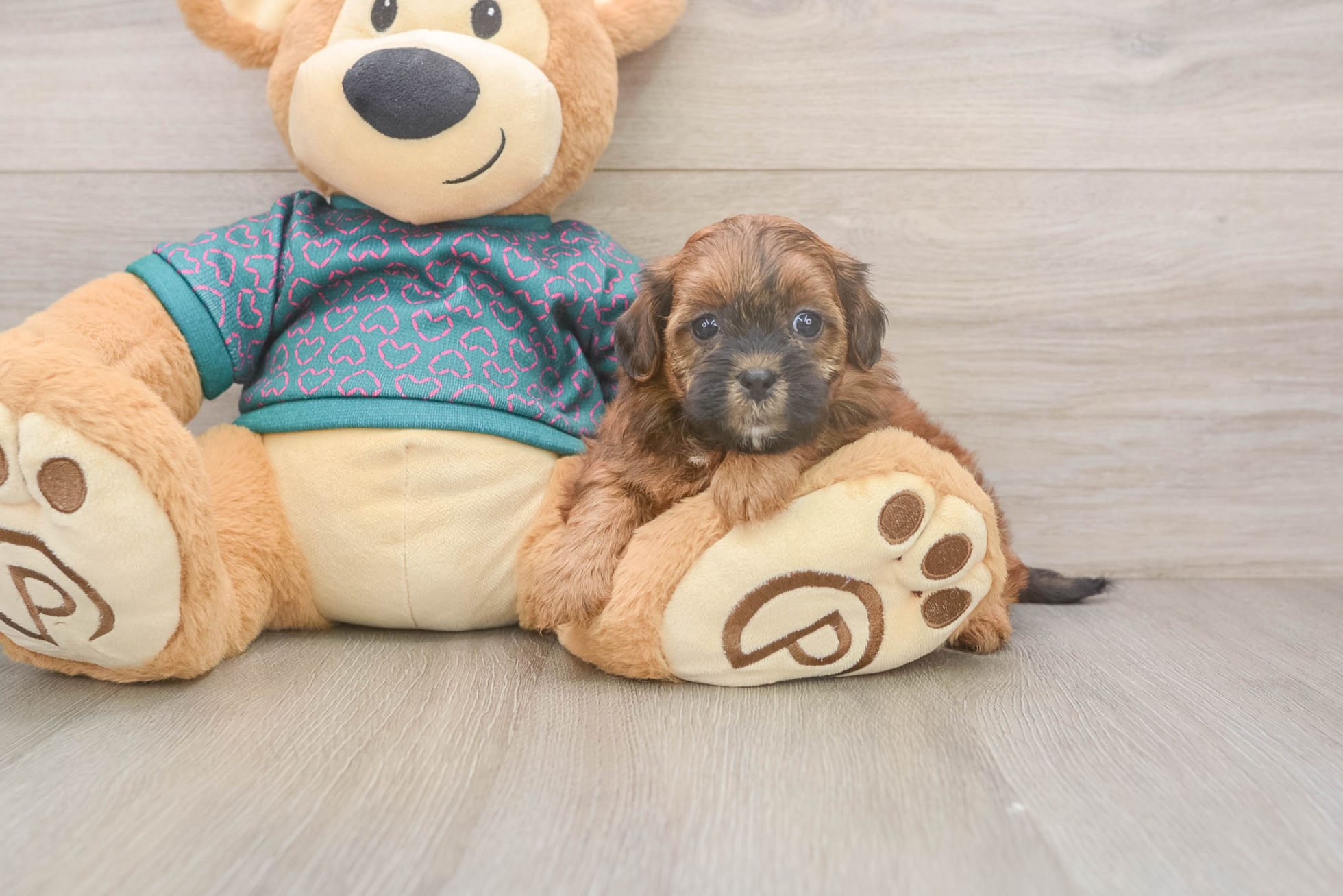 Energetic Shih Poo Clara: 4lb 0oz Doodle Puppy