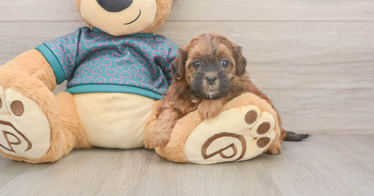 Energetic Shih Poo Clara: 4lb 0oz Doodle Puppy