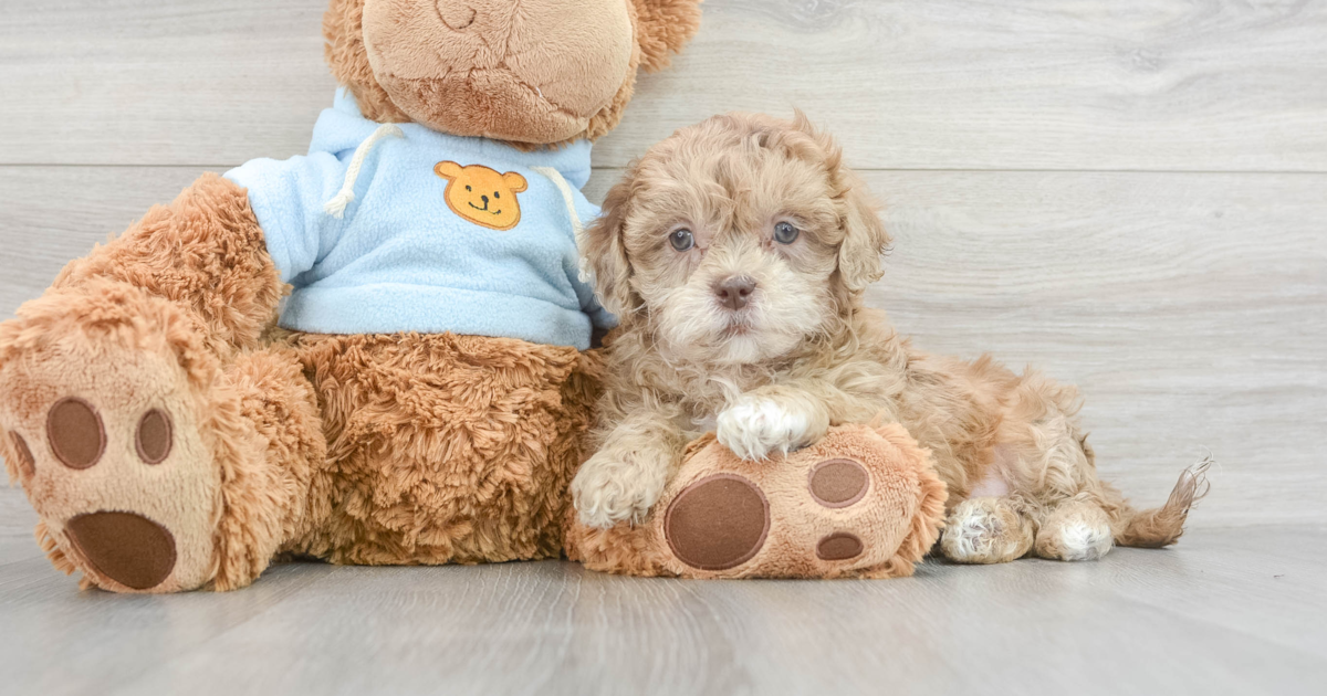 Small Shih Poo Deb: 4lb 15oz Doodle Puppy