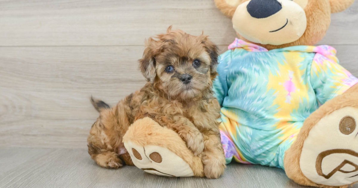 Fluffy Shih Poo Delaney: 3lb 12oz Doodle Puppy