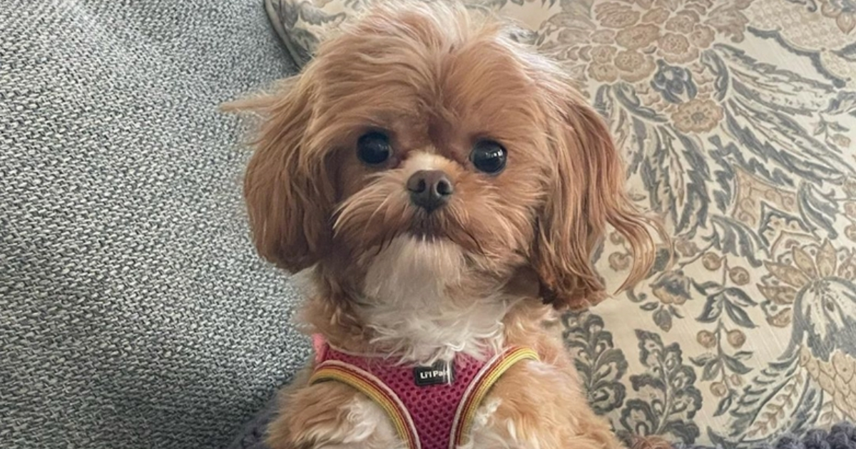 Shih Poo: Designer Doodle Breed Information | Premier Pups