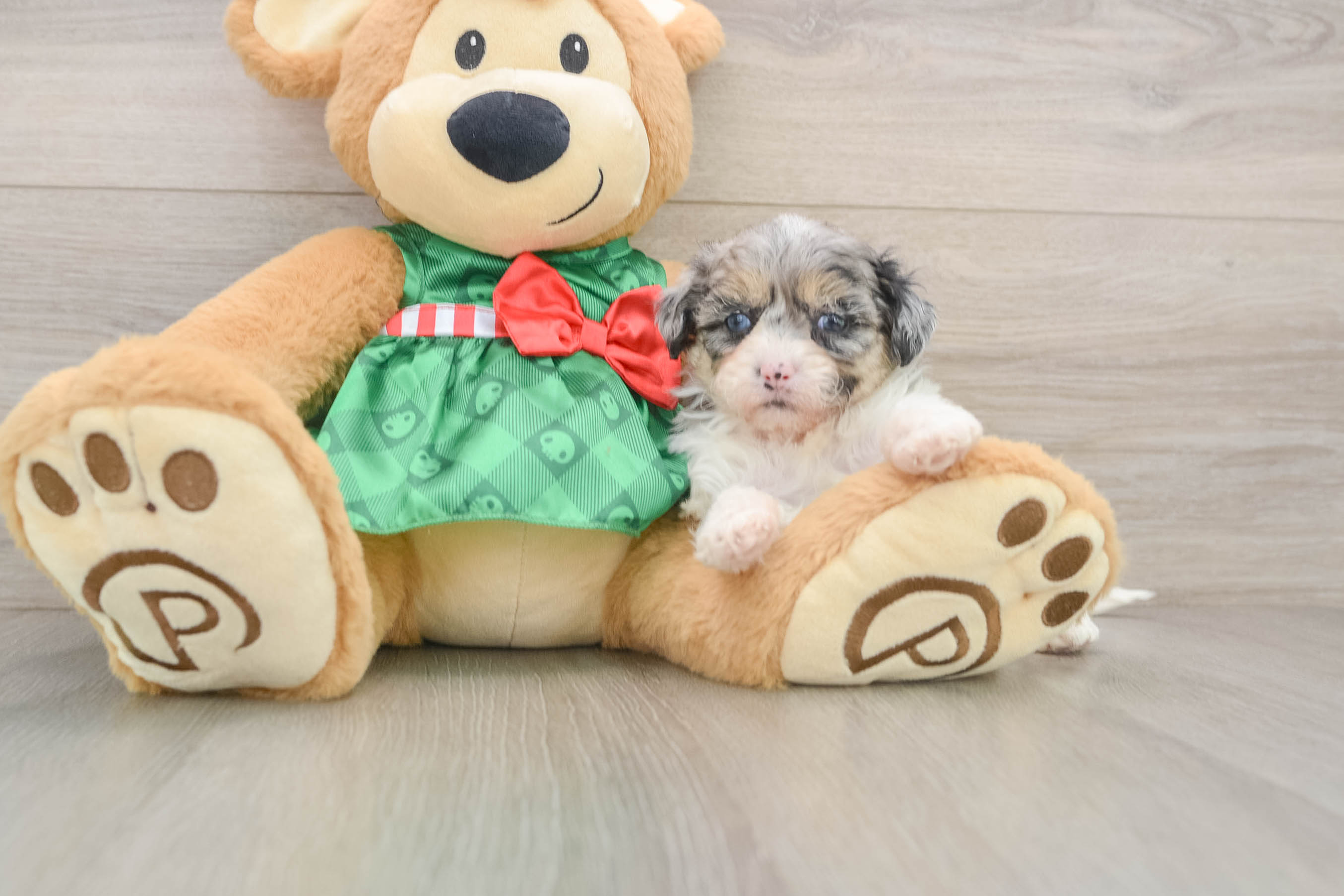 Smart Shih Poo Destiny: 4lb 4oz Doodle Puppy