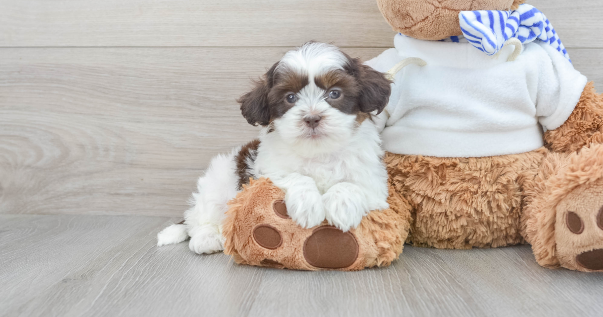 Fluffy Shih Poo Elijah: 4lb 7oz Doodle Puppy