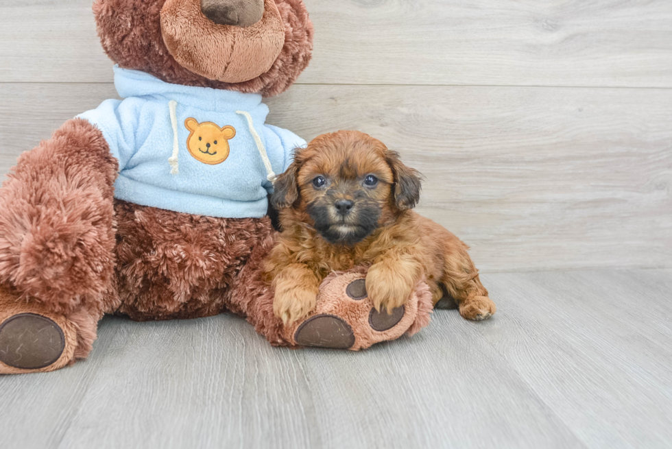 Petite Shih Poo Elijah: 4lb 1oz Doodle Puppy