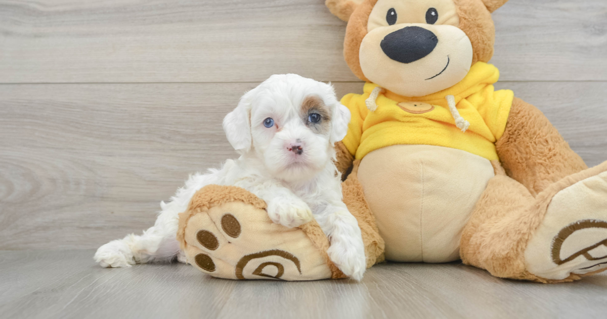 Friendly Shih Poo Elijah: 5lb 5oz Doodle Puppy