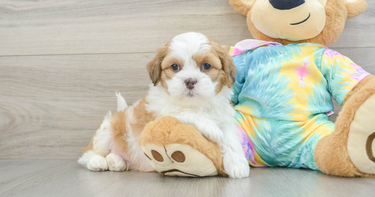 Hypoallergenic Shih Poo Elijah: 4lb 12oz Doodle Puppy