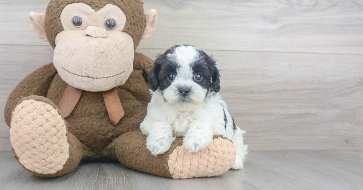 Smart Shih Poo Elijah: 2lb 13oz Doodle Puppy