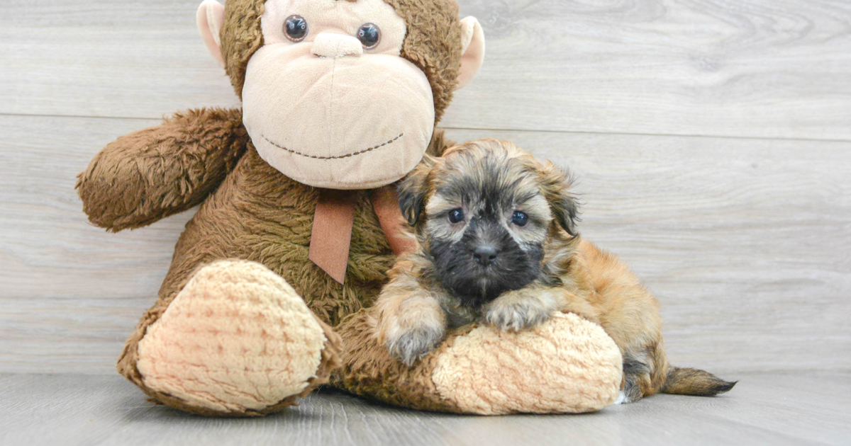 Happy Shih Poo Emily: 3lb 5oz Doodle Puppy