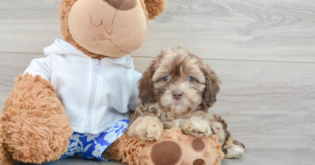 Cute Shih Poo Emily: 4lb 6oz Doodle Puppy