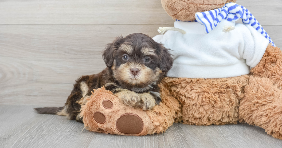 Adorable Shih Poo Emily: 4lb 7oz Doodle Puppy