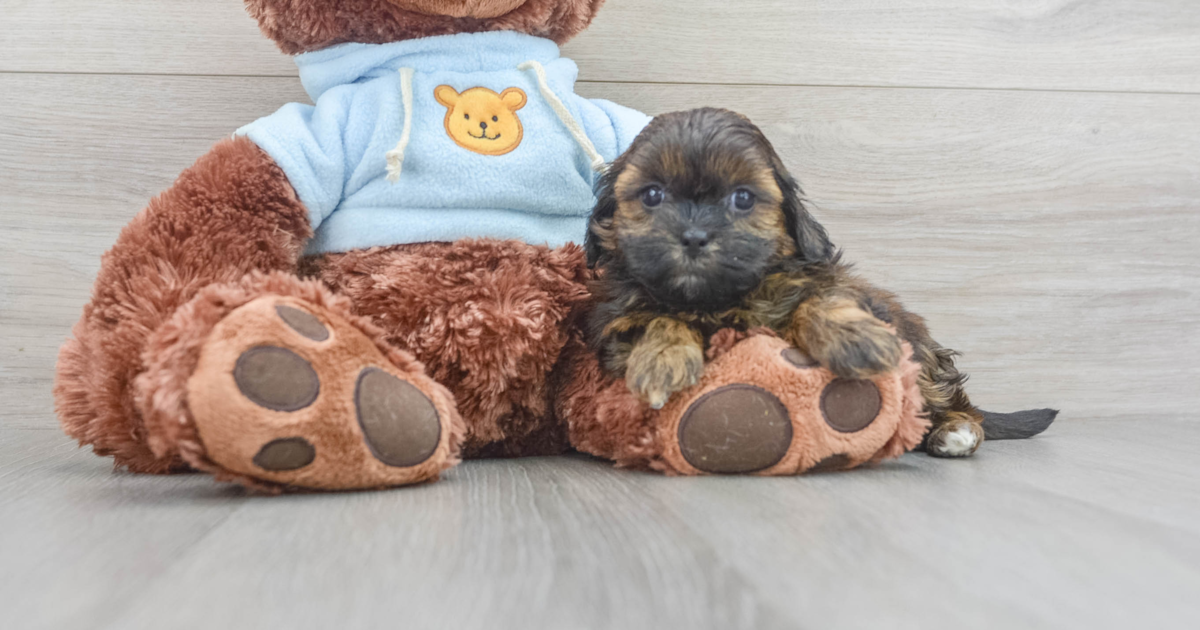 Hypoallergenic Shih Poo Emily: 3lb 7oz Doodle Puppy