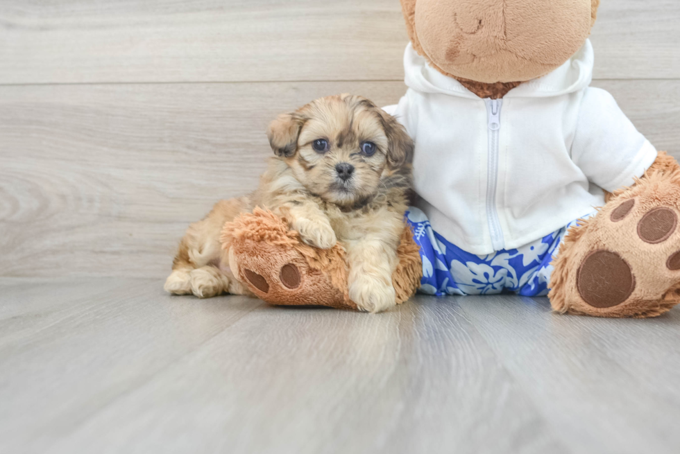 Little Shih Poo Emily: 3lb 5oz Doodle Puppy