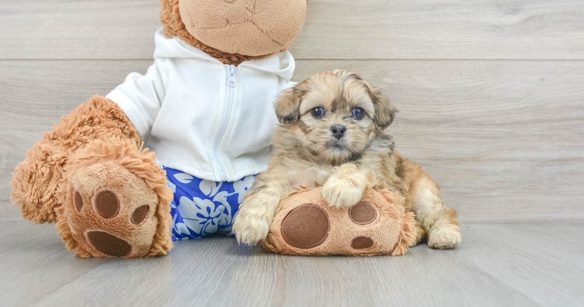Little Shih Poo Emily: 3lb 5oz Doodle Puppy