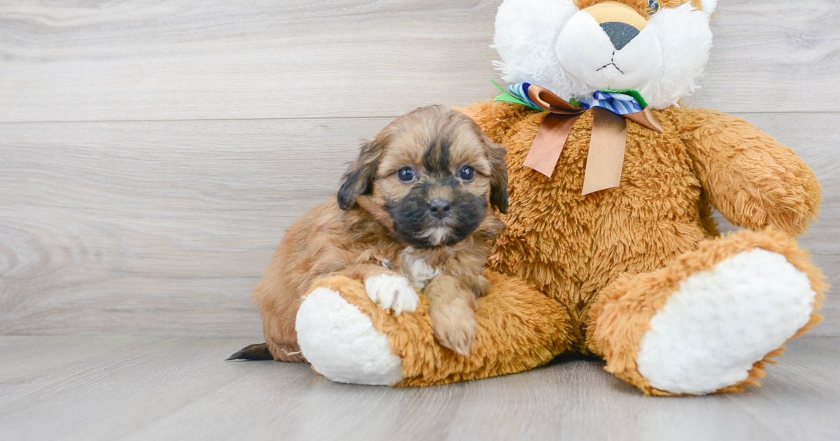 Hypoallergenic Shih Poo Emily: 3lb 11oz Doodle Puppy