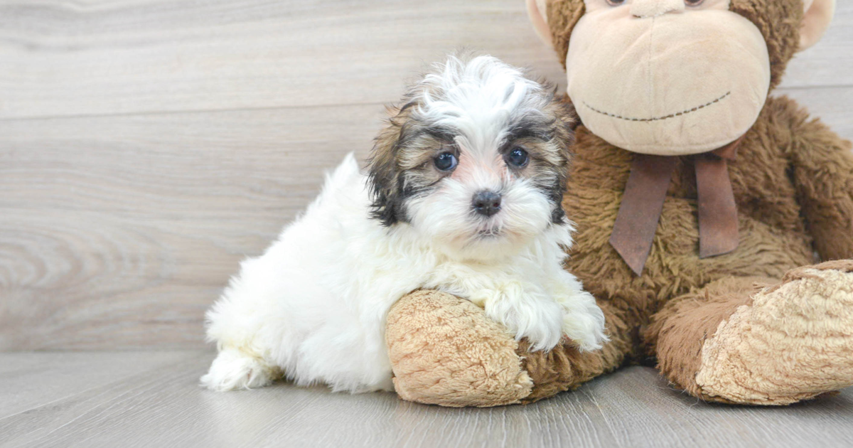 Hypoallergenic Shih Poo Emily: 3lb 4oz Doodle Puppy
