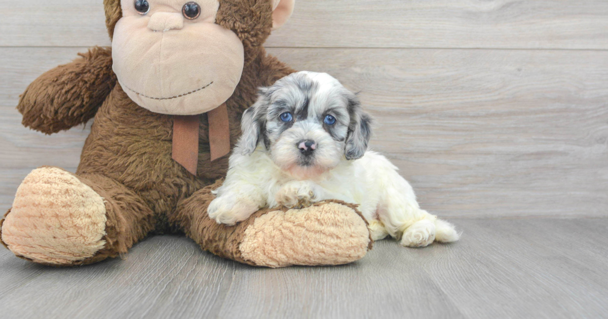 Fluffy Shih Poo Emily: 3lb 2oz Doodle Puppy