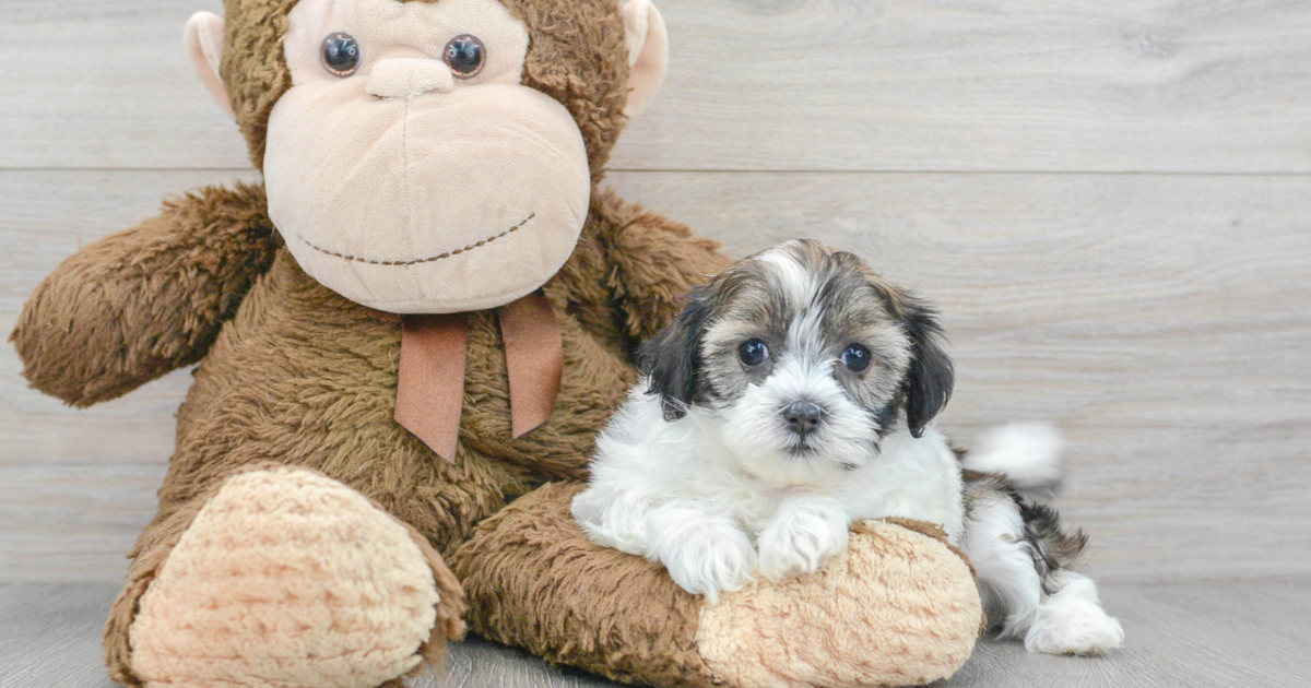 Fluffy Shih Poo Emily: 2lb 15oz Doodle Puppy