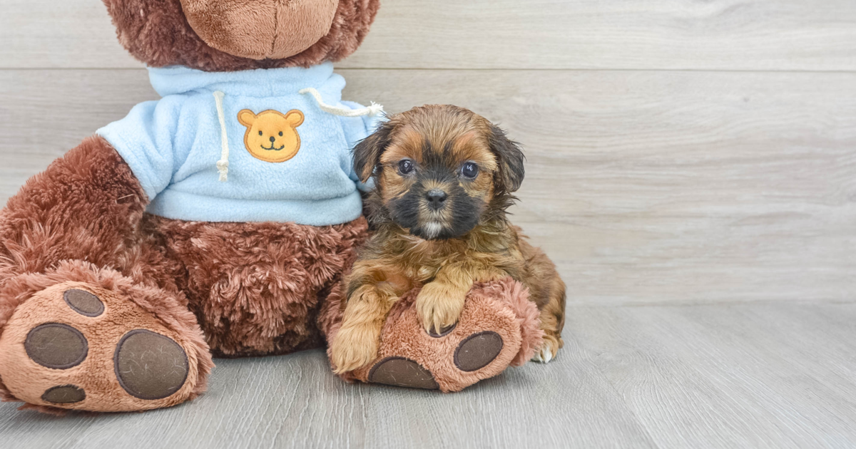 Adorable Shih Poo Erin: 2lb 10oz Doodle Puppy