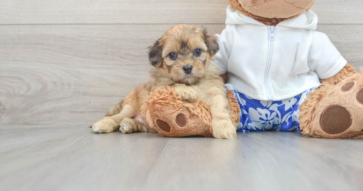 Petite Shih Poo Erin: 3lb 6oz Doodle Puppy