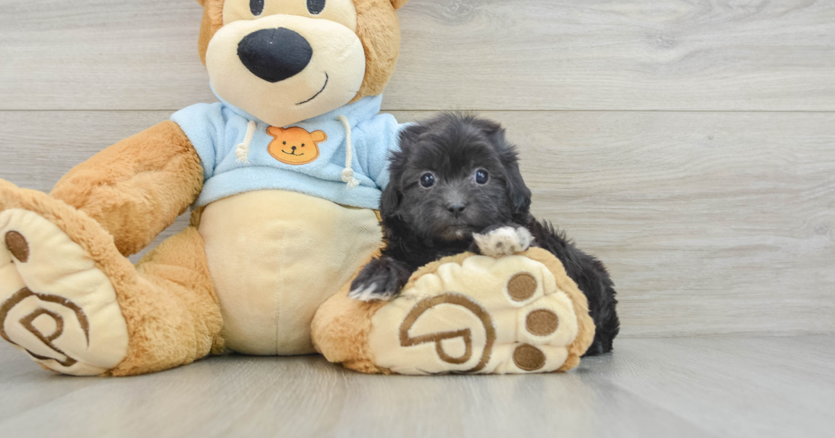 Funny Shih Poo Erin: 3lb 1oz Doodle Puppy