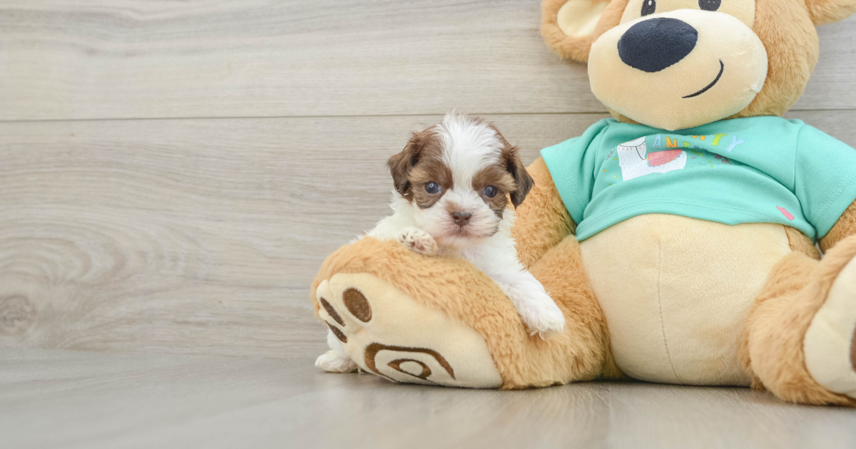 Cute Shih Poo Erin: 2lb 5oz Doodle Puppy