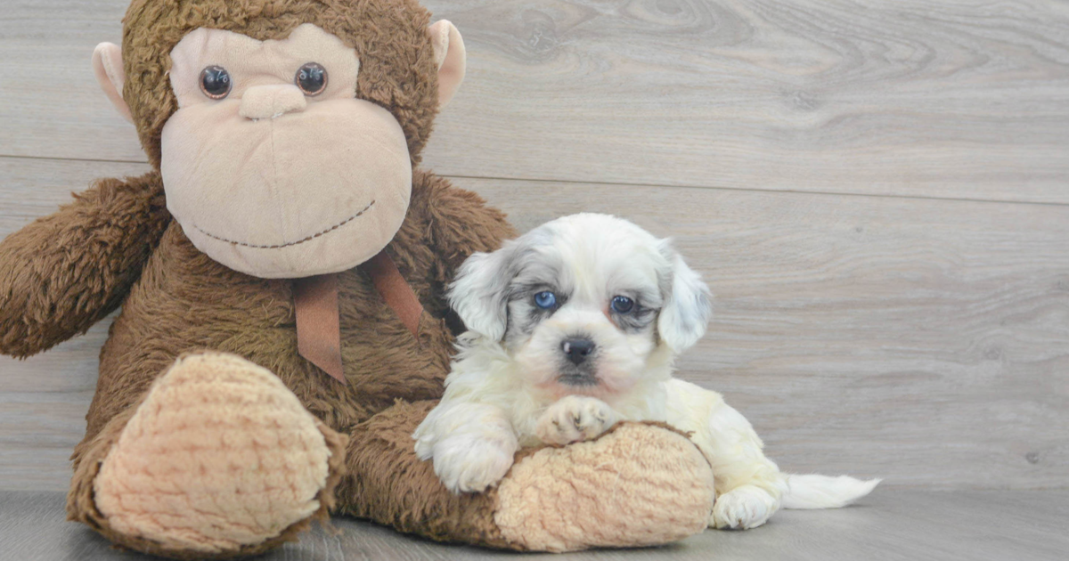 Playful Shih Poo Erin: 3lb 4oz Doodle Puppy