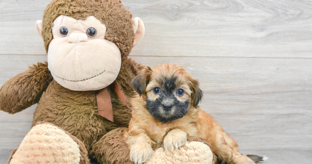 Petite Shih Poo Erin: 2lb 15oz Doodle Puppy