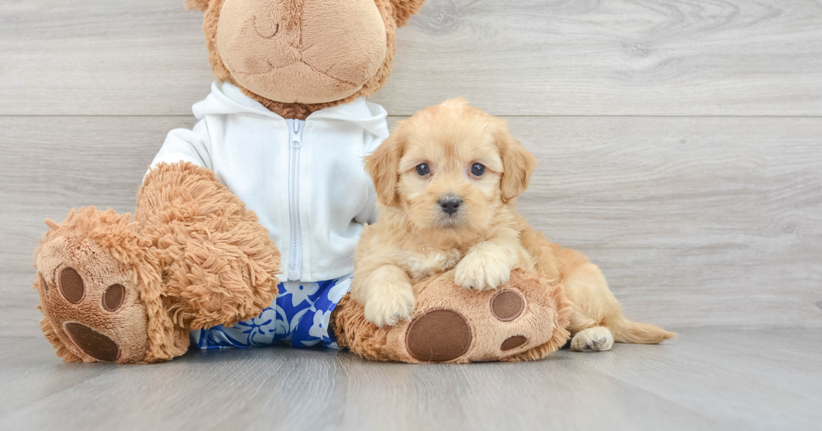 Happy Shih Poo Ernie: 3lb 10oz Doodle Puppy