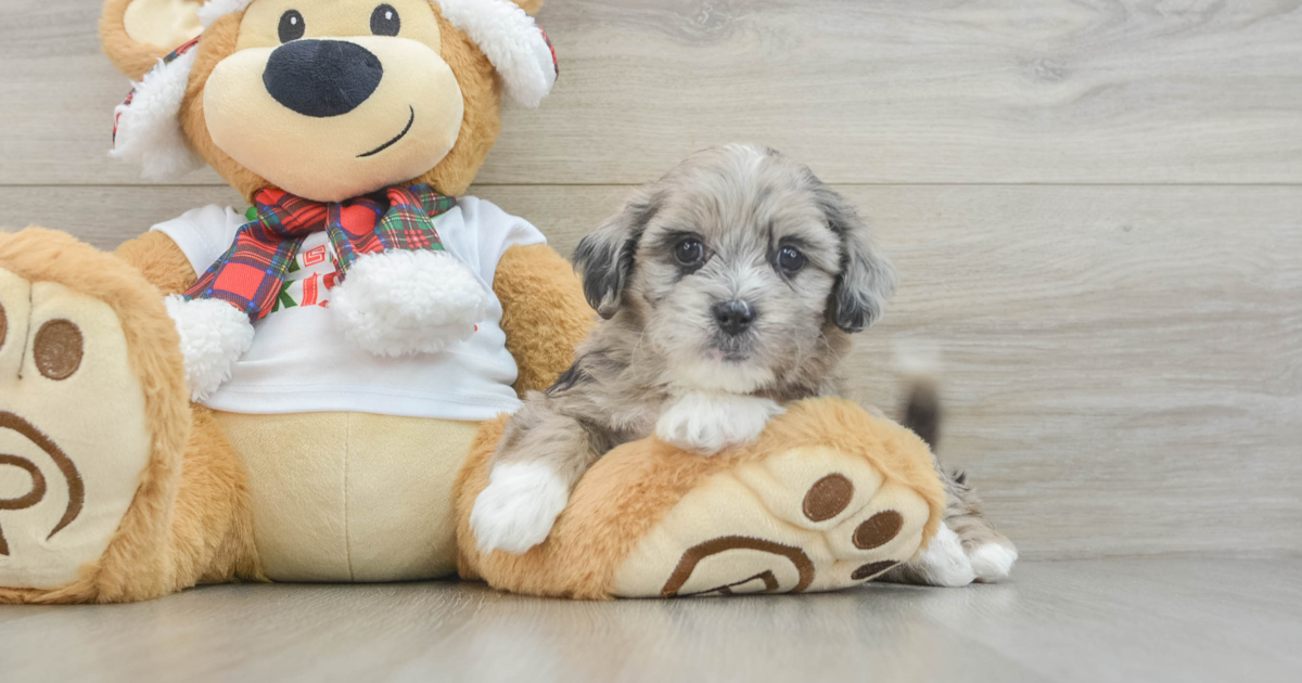 Sweet Shih Poo Galaxy: 4lb 5oz Doodle Puppy
