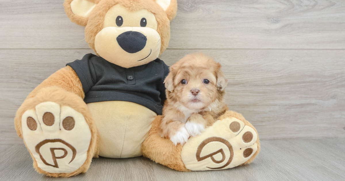 Hypoallergenic Shih Poo Galaxy: 2lb 11oz Doodle Puppy