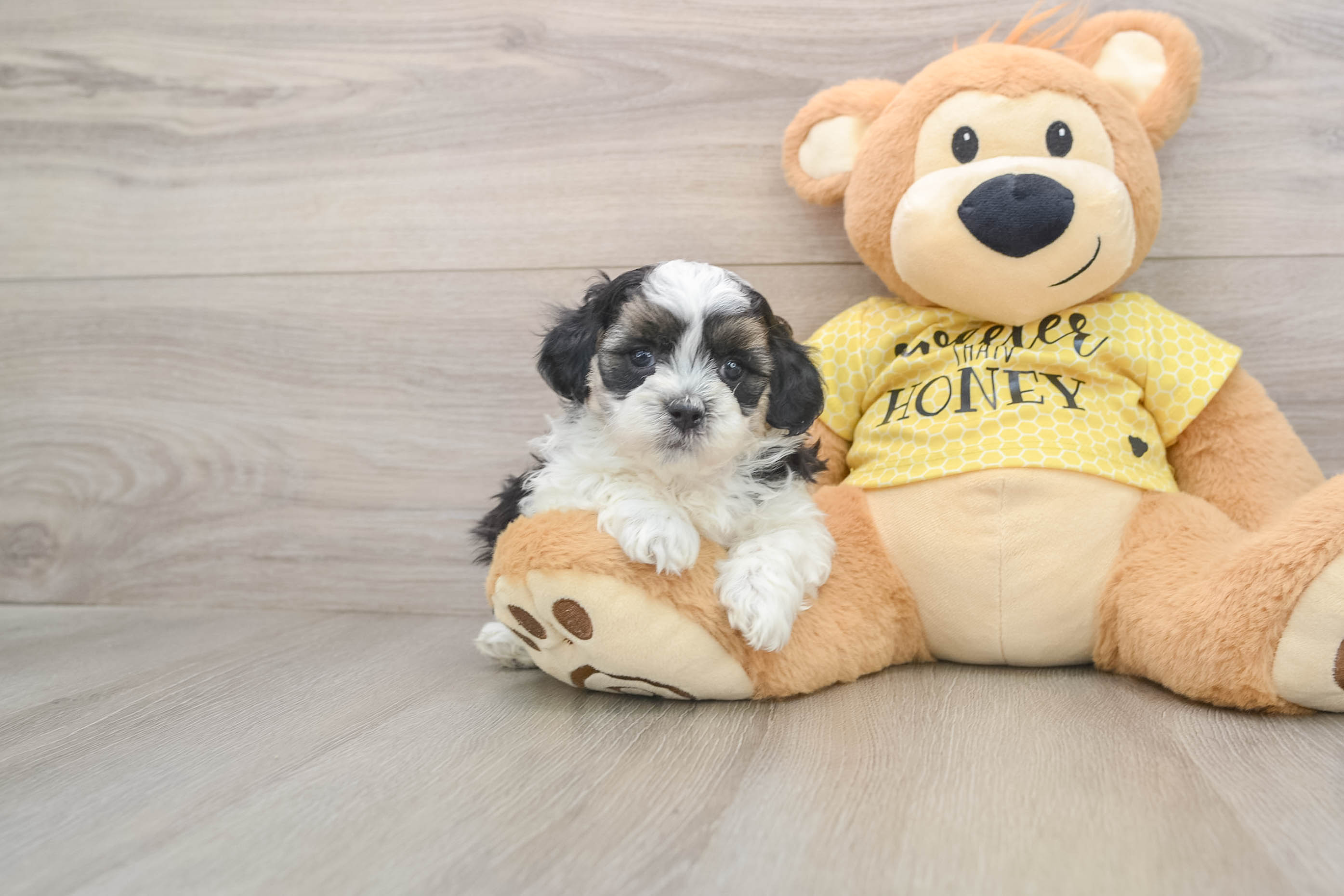 Popular Shih Poo Gale: 3lb 15oz Doodle Puppy