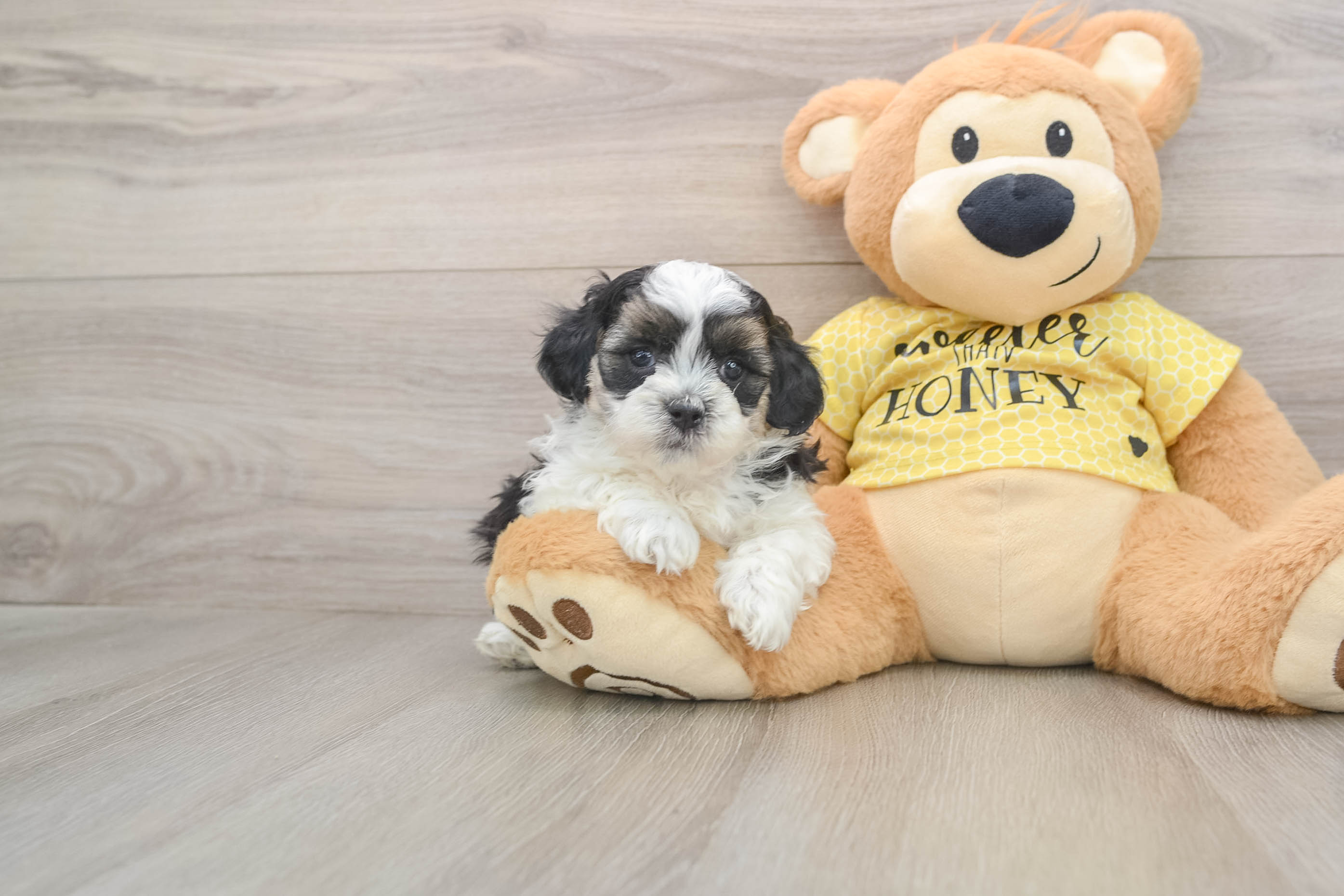 Small Shih Poo Gale: 3lb 15oz Doodle Puppy