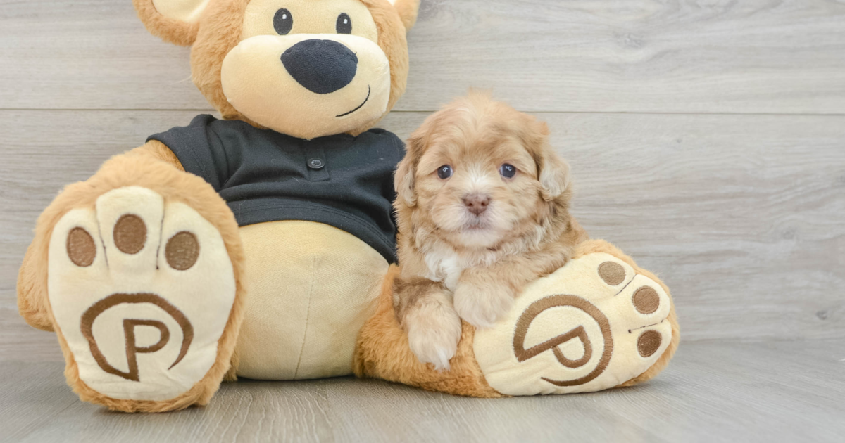 Smart Shih Poo Gizmo: 3lb 1oz Doodle Puppy