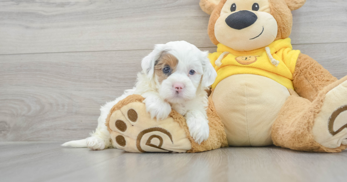 Cute Shih Poo Gretchen: 4lb 1oz Doodle Puppy