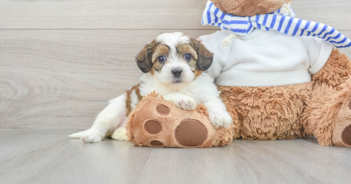 Popular Shih Poo Gretchen: 4lb 2oz Doodle Puppy