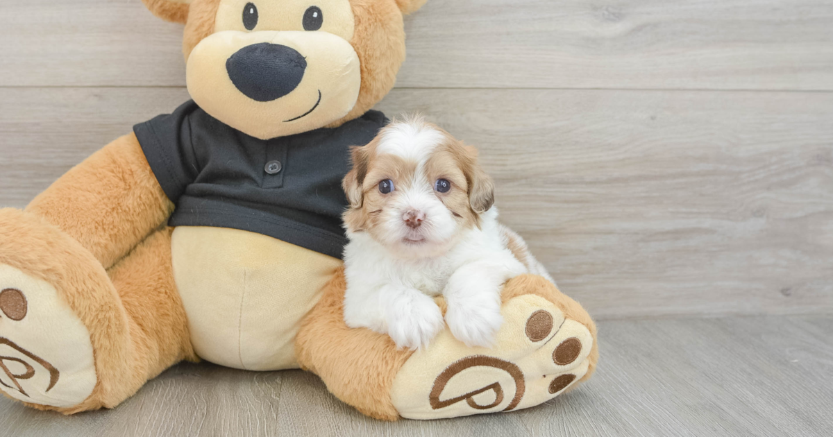 Playful Shih Poo Gretchen: 2lb 12oz Doodle Puppy