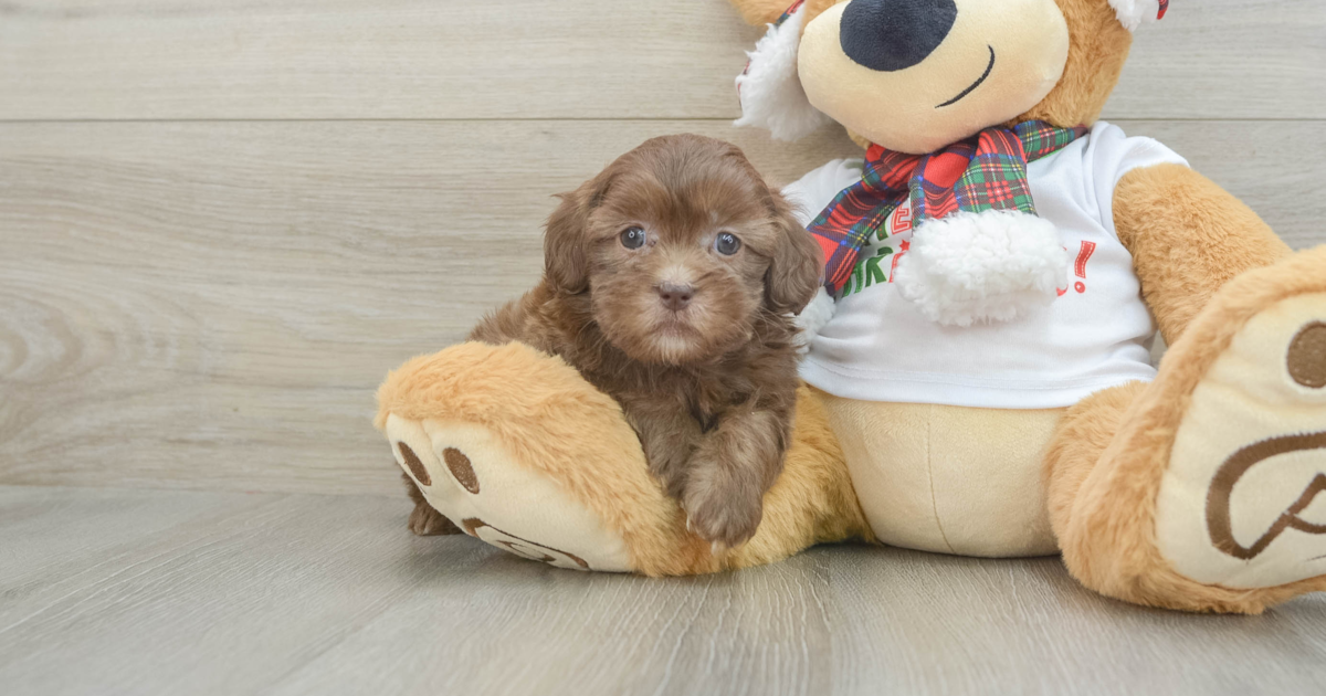 Petite Shih Poo Gru: 3lb 6oz Doodle Puppy