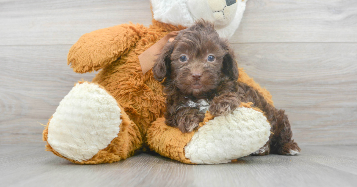 Smart Shih Poo Gru: 3lb 8oz Doodle Puppy