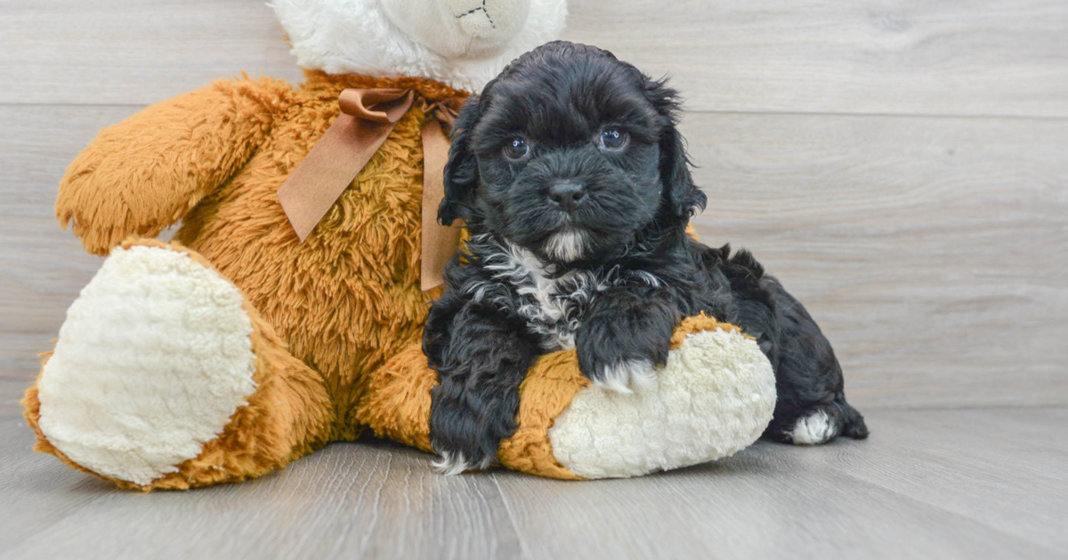 Cute Shih Poo Gru: 4lb 5oz Doodle Puppy